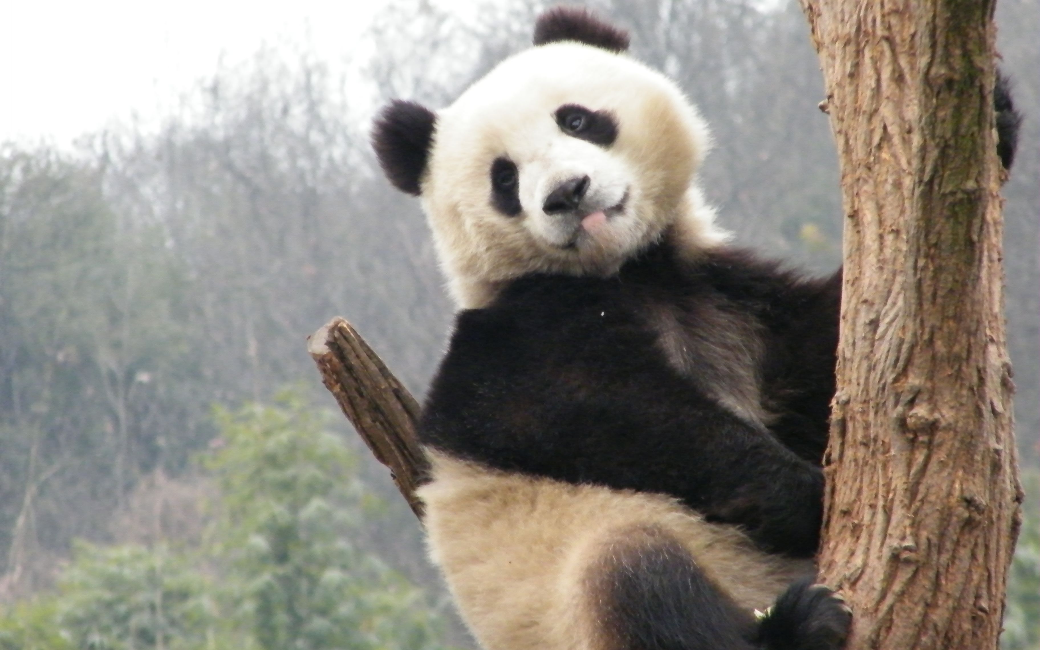 Chinese-symbols-panda – Chinlingo